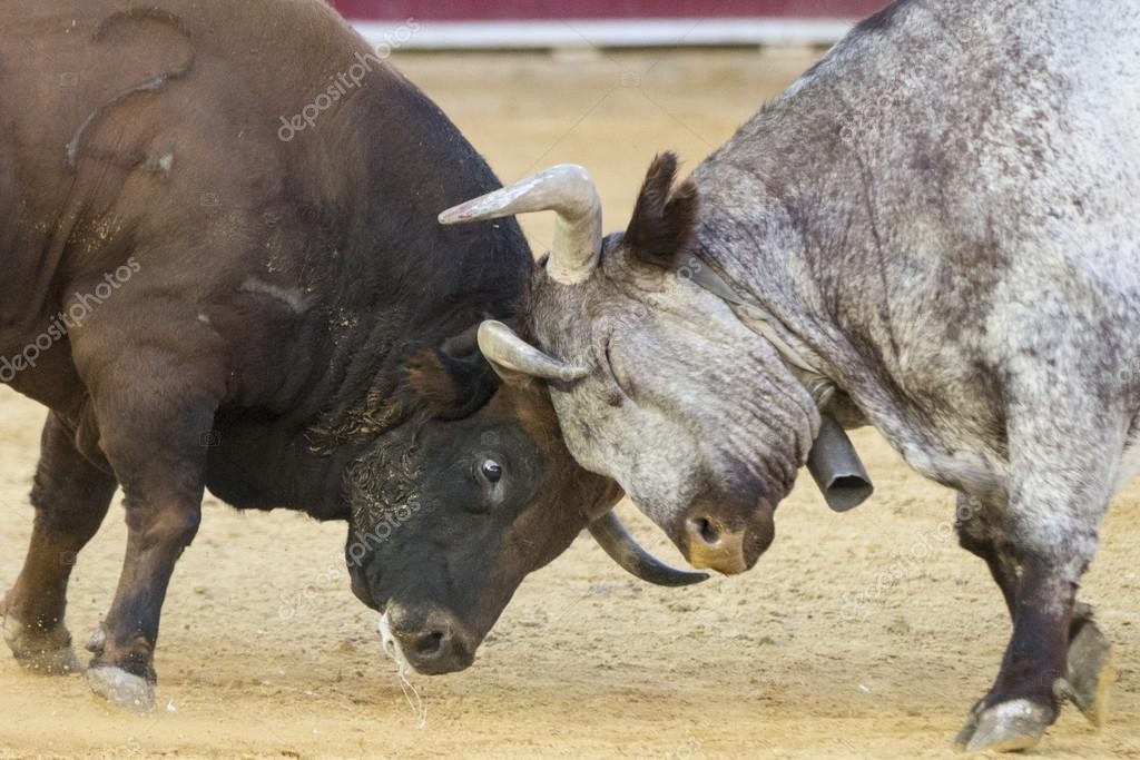 The Bulls Pen, Home of the USF Bulls