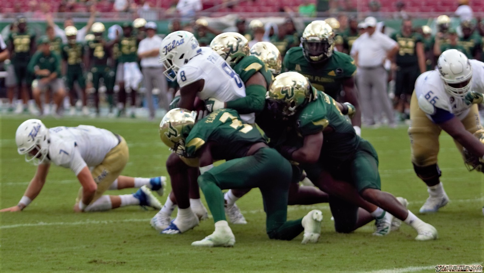 USF South Florida Bulls